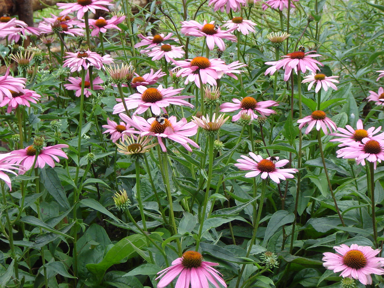 Dagfjärilars favoritväxter – Karlskoga Naturskyddsförening